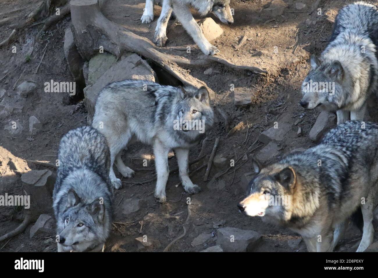 Timber Wolves in family group (pack Stock Photo - Alamy
