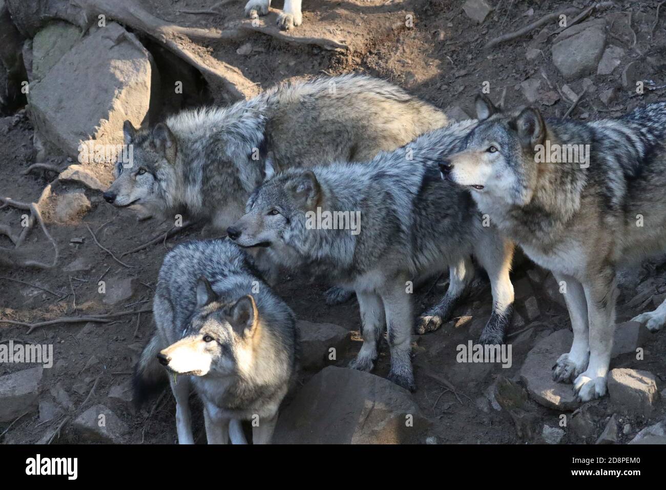 Timber Wolves in family group (pack Stock Photo - Alamy