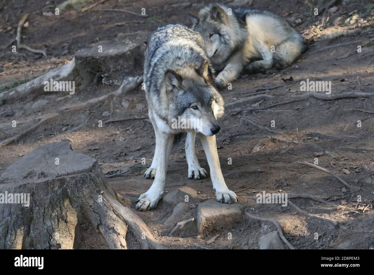 Timber Wolves in family group (pack Stock Photo - Alamy