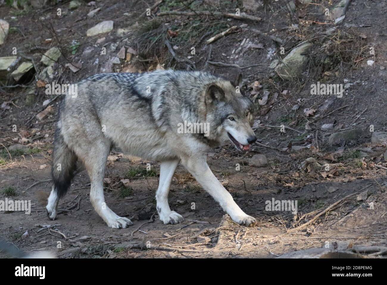 Black Wolf Walking Through Woods High Resolution Stock Photography and ...