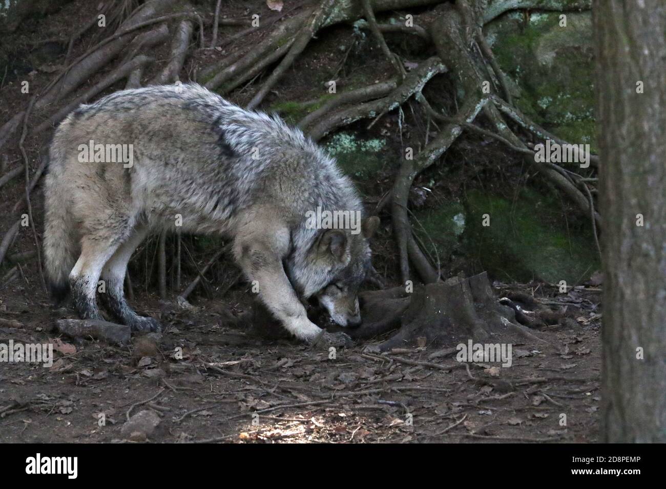 Timber Wolves in family group (pack Stock Photo - Alamy