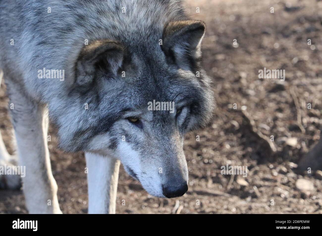 Timber Wolves in family group (pack Stock Photo - Alamy