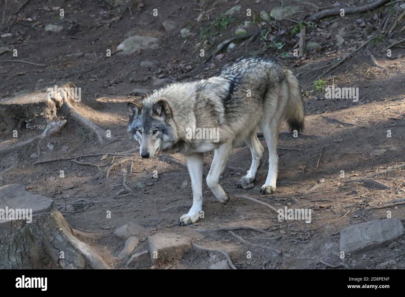 Timber Wolves in family group (pack Stock Photo - Alamy