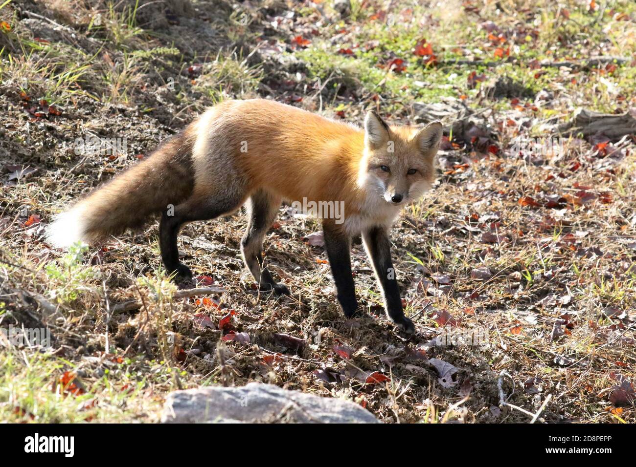 Red fox in woods Stock Photo - Alamy