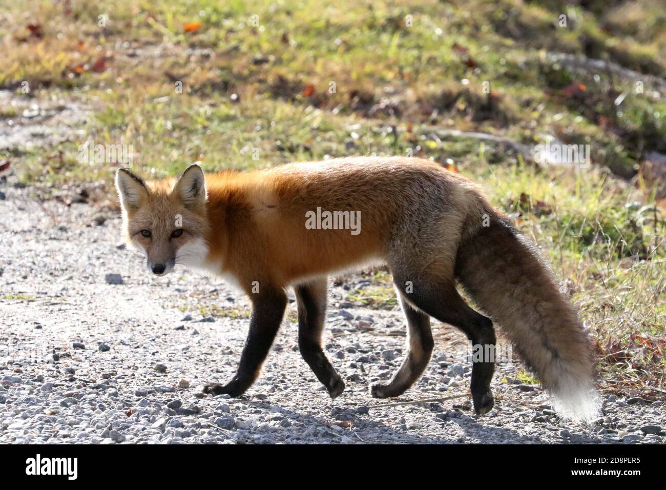 Red fox in woods Stock Photo - Alamy
