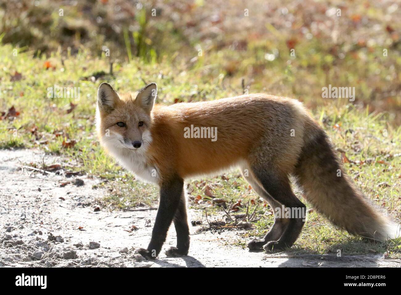 Red fox in woods Stock Photo - Alamy