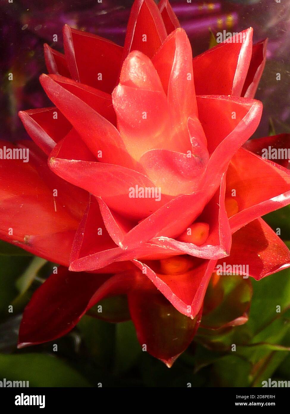 Closeup of an orange tulip ginger flower Stock Photo - Alamy
