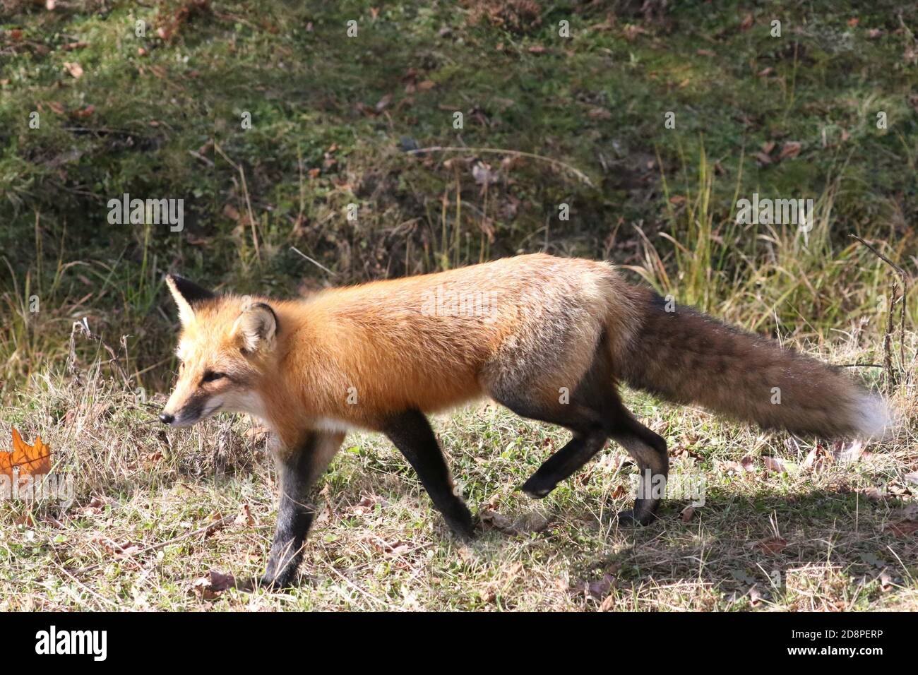 Red fox in woods Stock Photo - Alamy