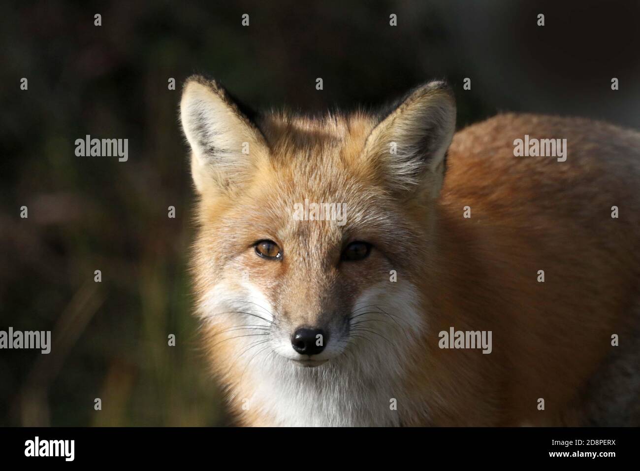 Red fox in woods Stock Photo - Alamy