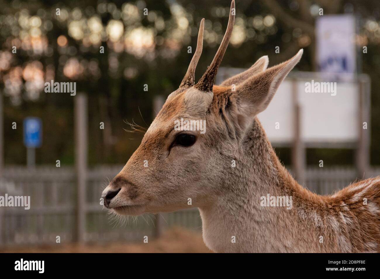Close up young deer grazing hi-res stock photography and images - Alamy