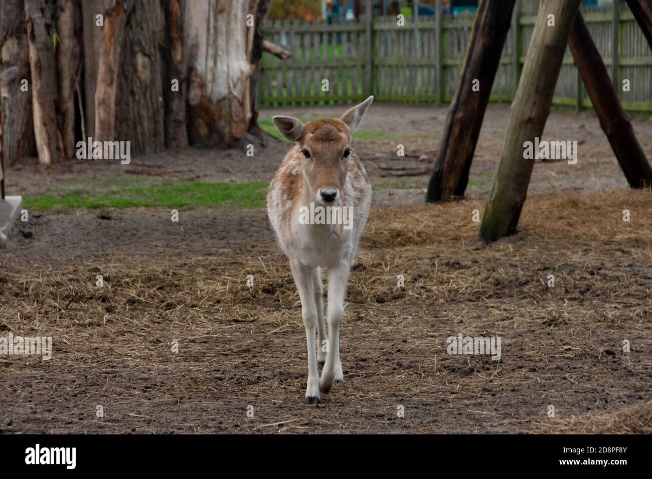 Close up grazing deer hi-res stock photography and images - Alamy