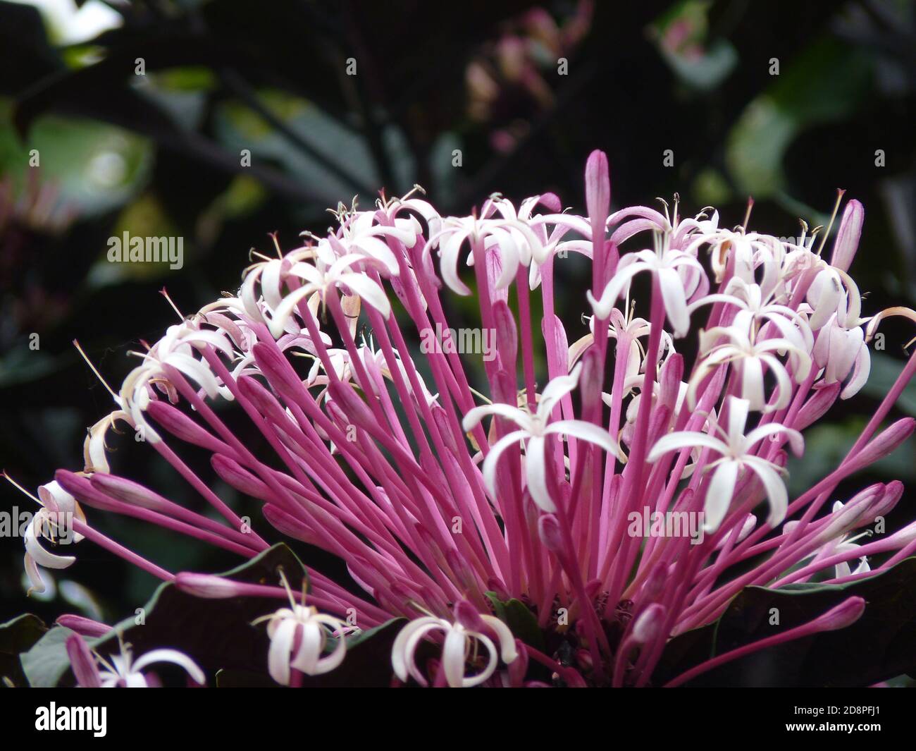 Closeup shot of blooming Starburst Bush flowers Stock Photo - Alamy