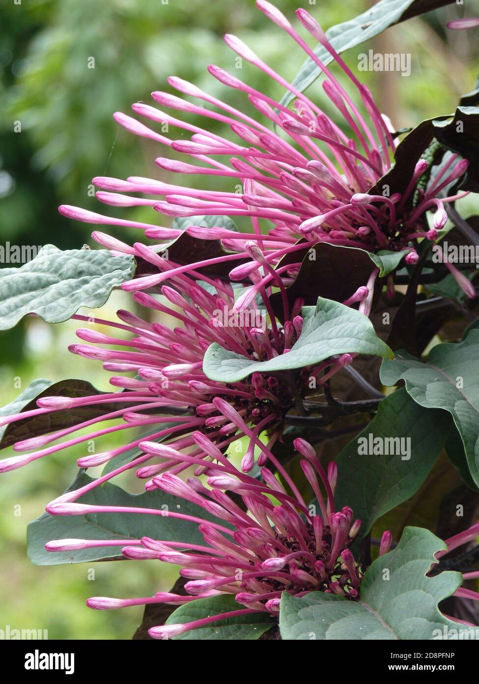 Vertical shot of blooming Starburst Bush flowers Stock Photo - Alamy