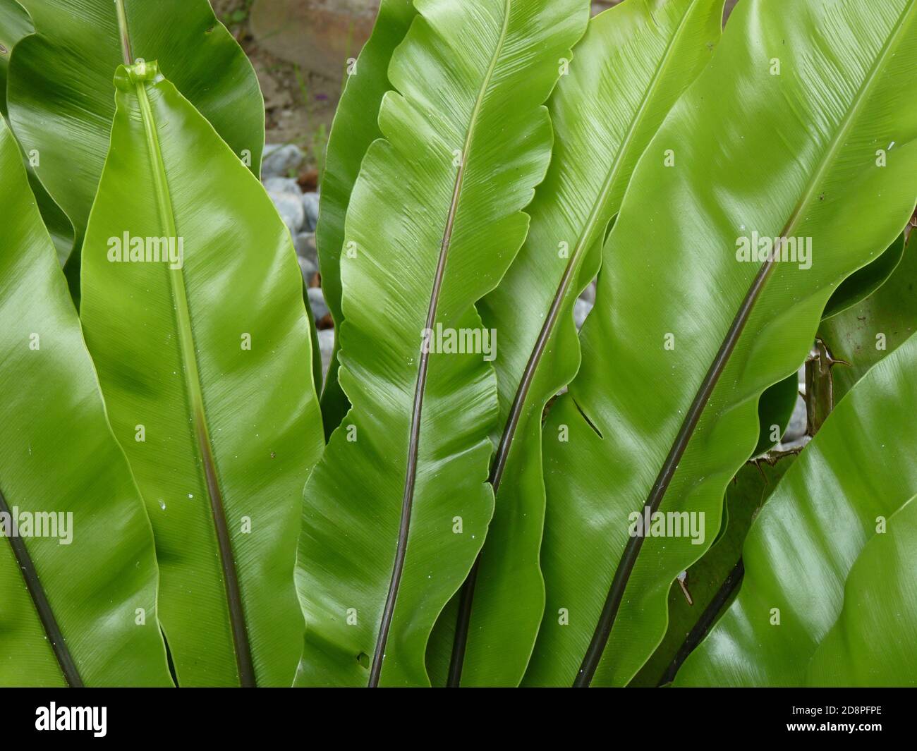 Closeup of a Bird's-nest fern leaves Stock Photo - Alamy