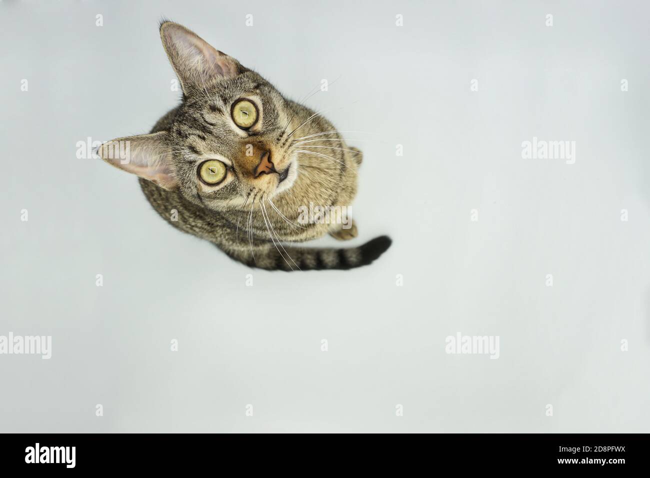 Young cat looking up hi-res stock photography and images - Alamy