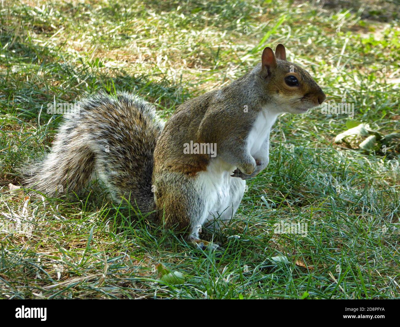 close-up portrait of gray squirrel standing on a grass and looking with ...