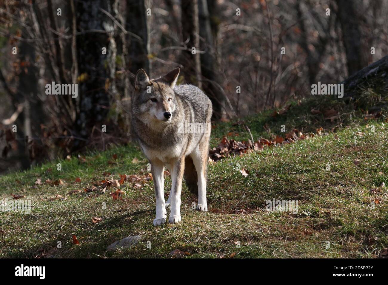 Coyotes in fall scenic Northern Quebec Stock Photo - Alamy