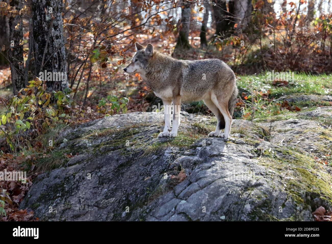 Coyotes in fall scenic Northern Quebec Stock Photo - Alamy