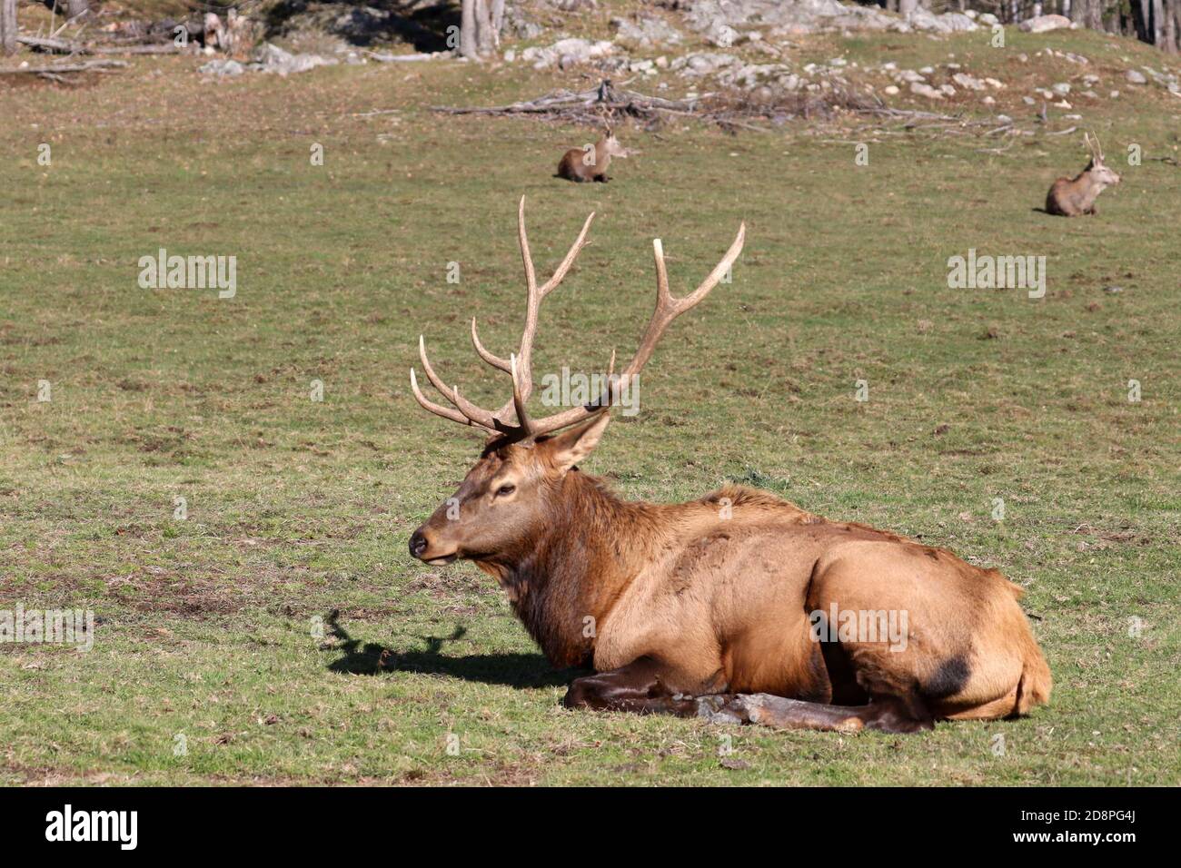 Elk in the wild Stock Photo - Alamy