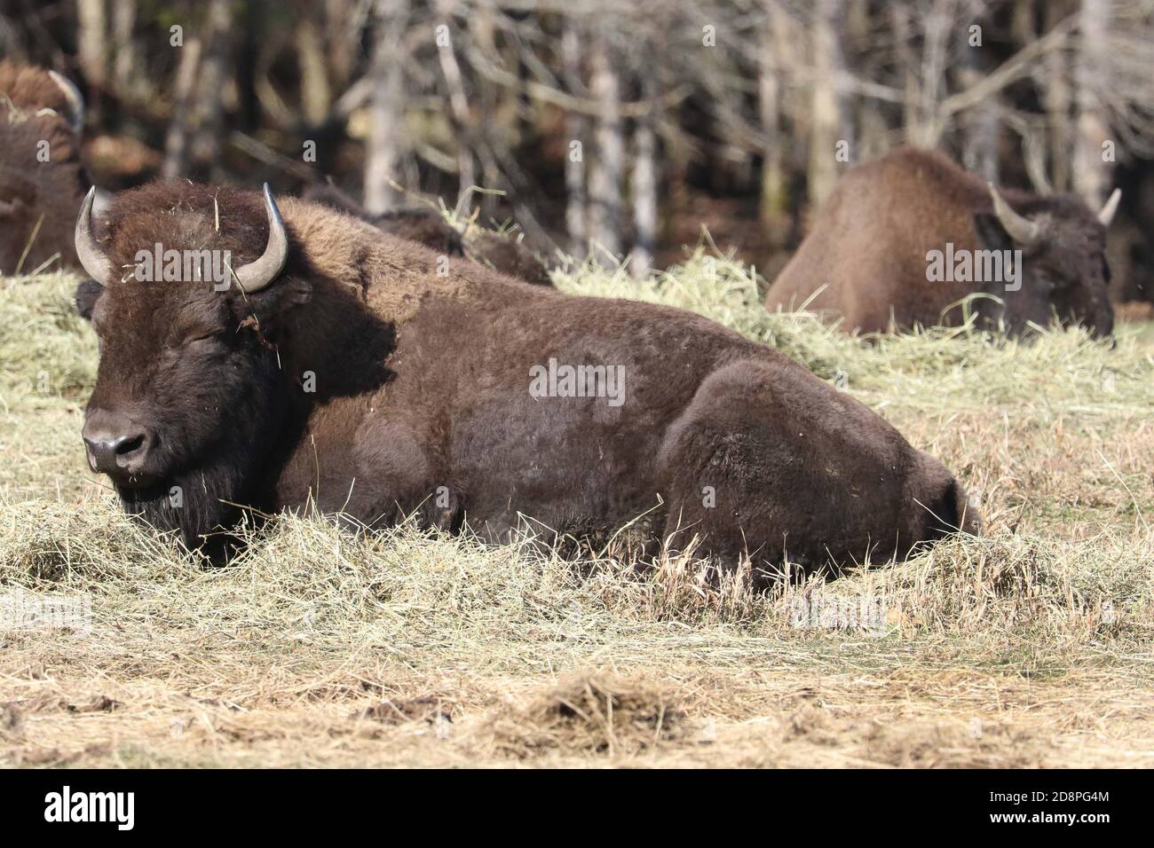 Bison herd in wildlife park Stock Photo - Alamy