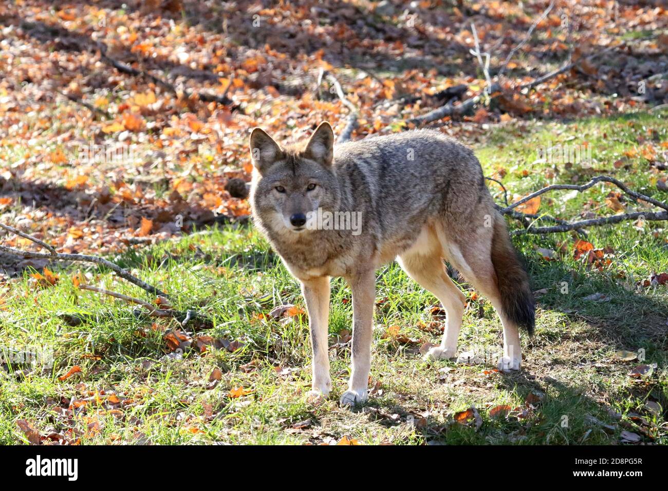 Almost extinct in wild hi-res stock photography and images - Alamy