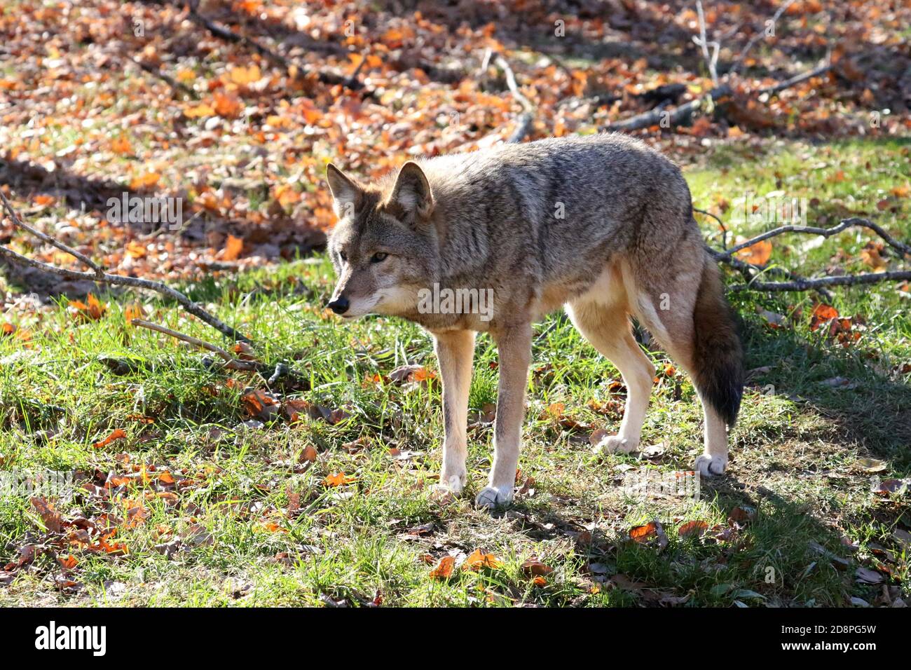Coyotes in fall scenic Northern Quebec Stock Photo - Alamy