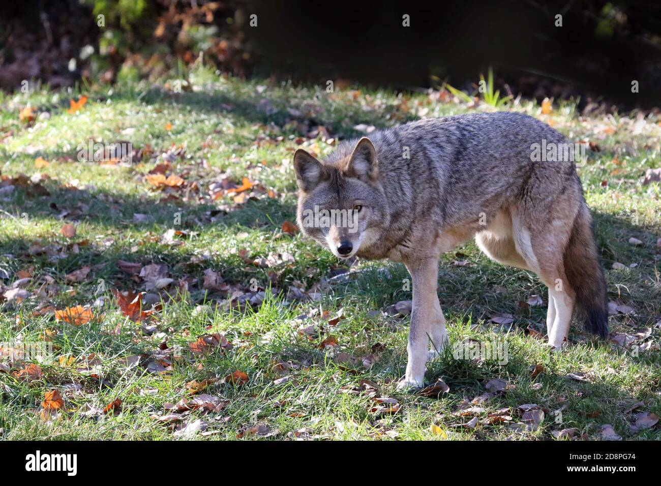 Coyotes in fall scenic Northern Quebec Stock Photo - Alamy