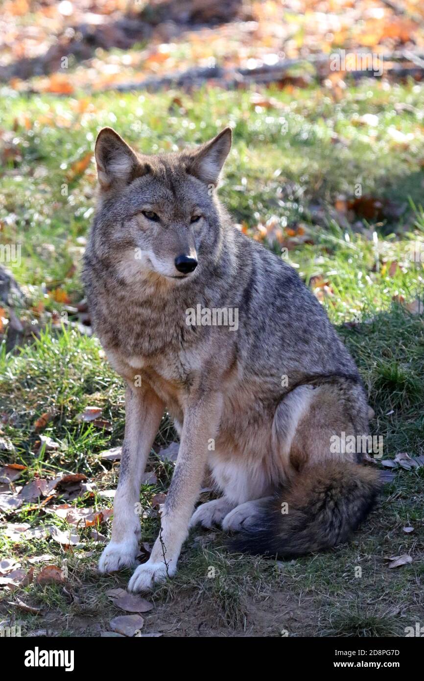 Coyotes rock hi-res stock photography and images - Alamy