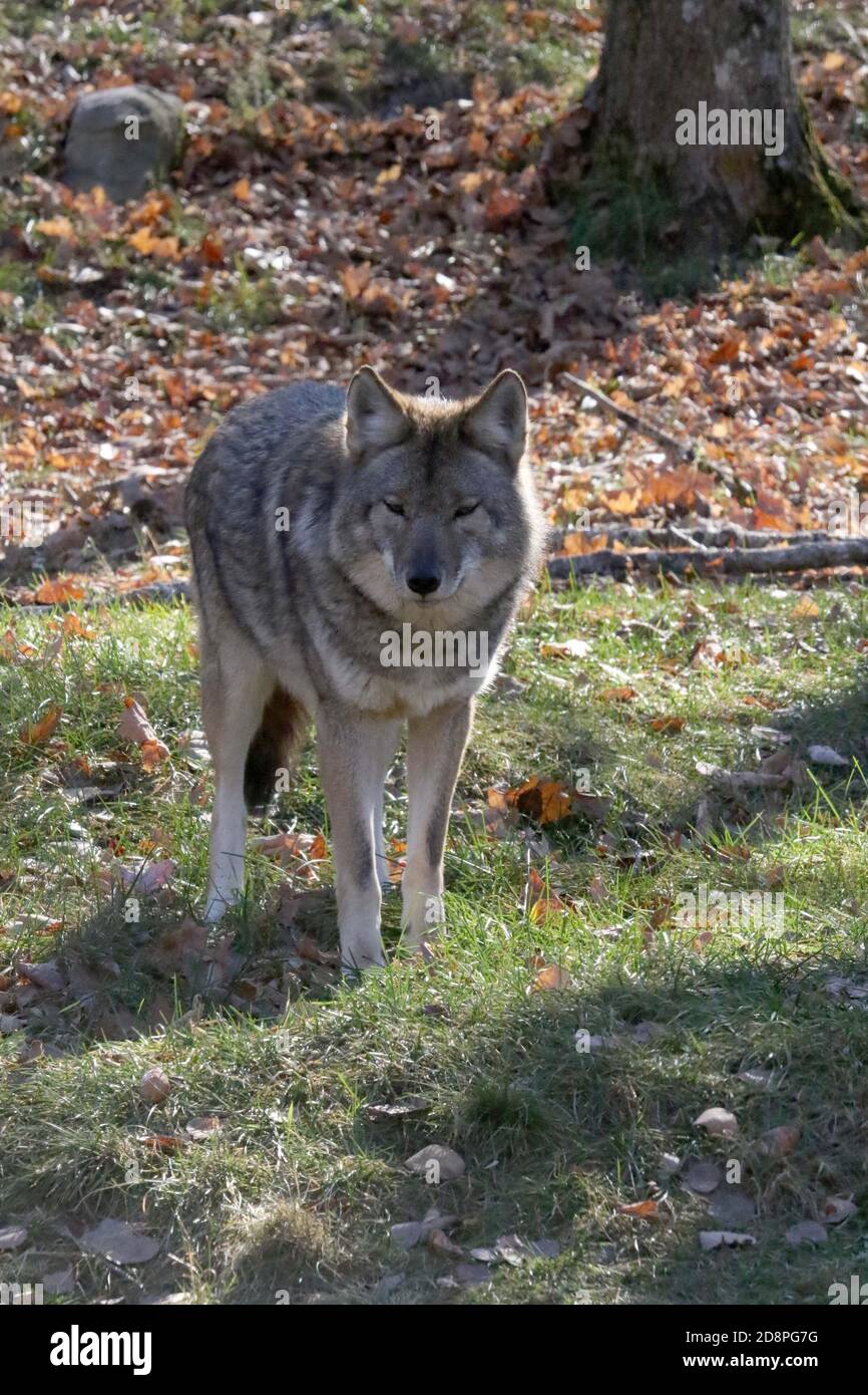 Coyotes in fall scenic Northern Quebec Stock Photo - Alamy