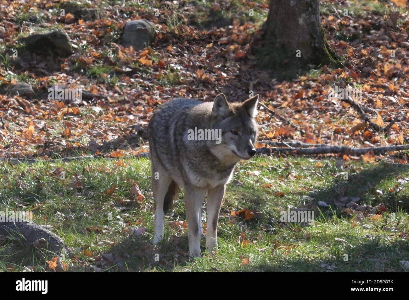 Coyote coat and legs hi-res stock photography and images - Alamy