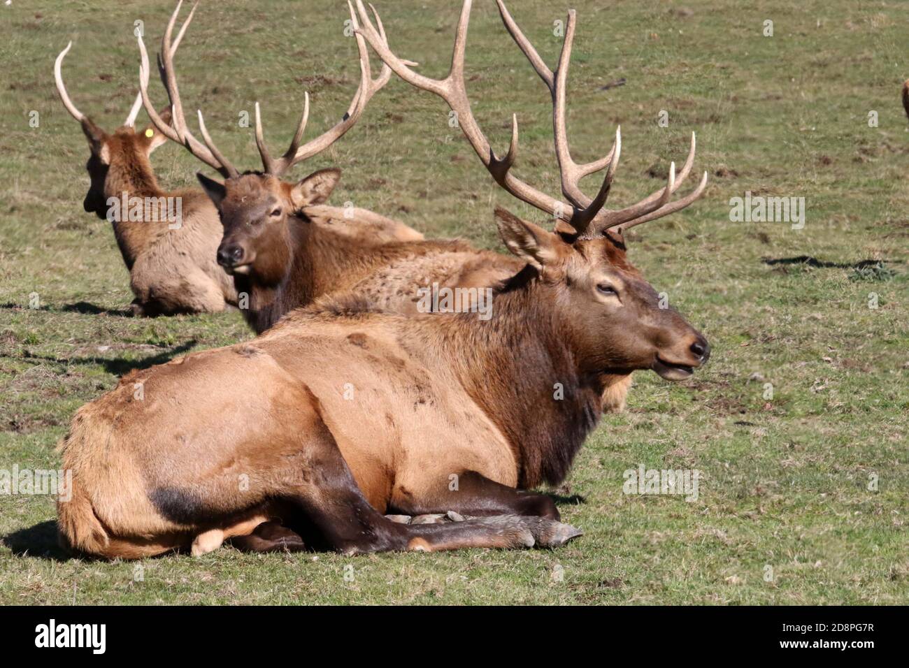 Elk in the wild Stock Photo - Alamy