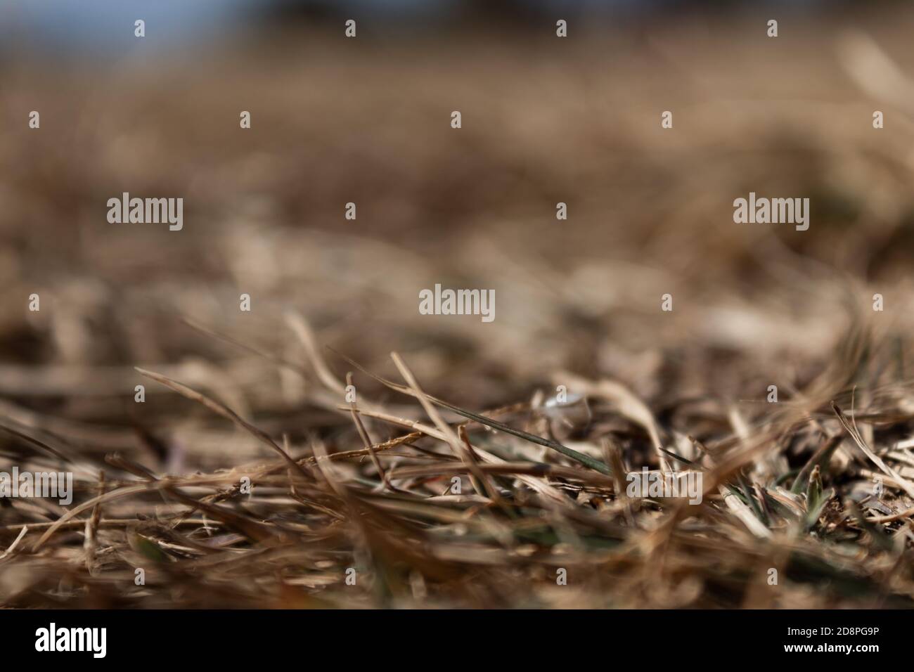 Dried out grass hi-res stock photography and images - Alamy