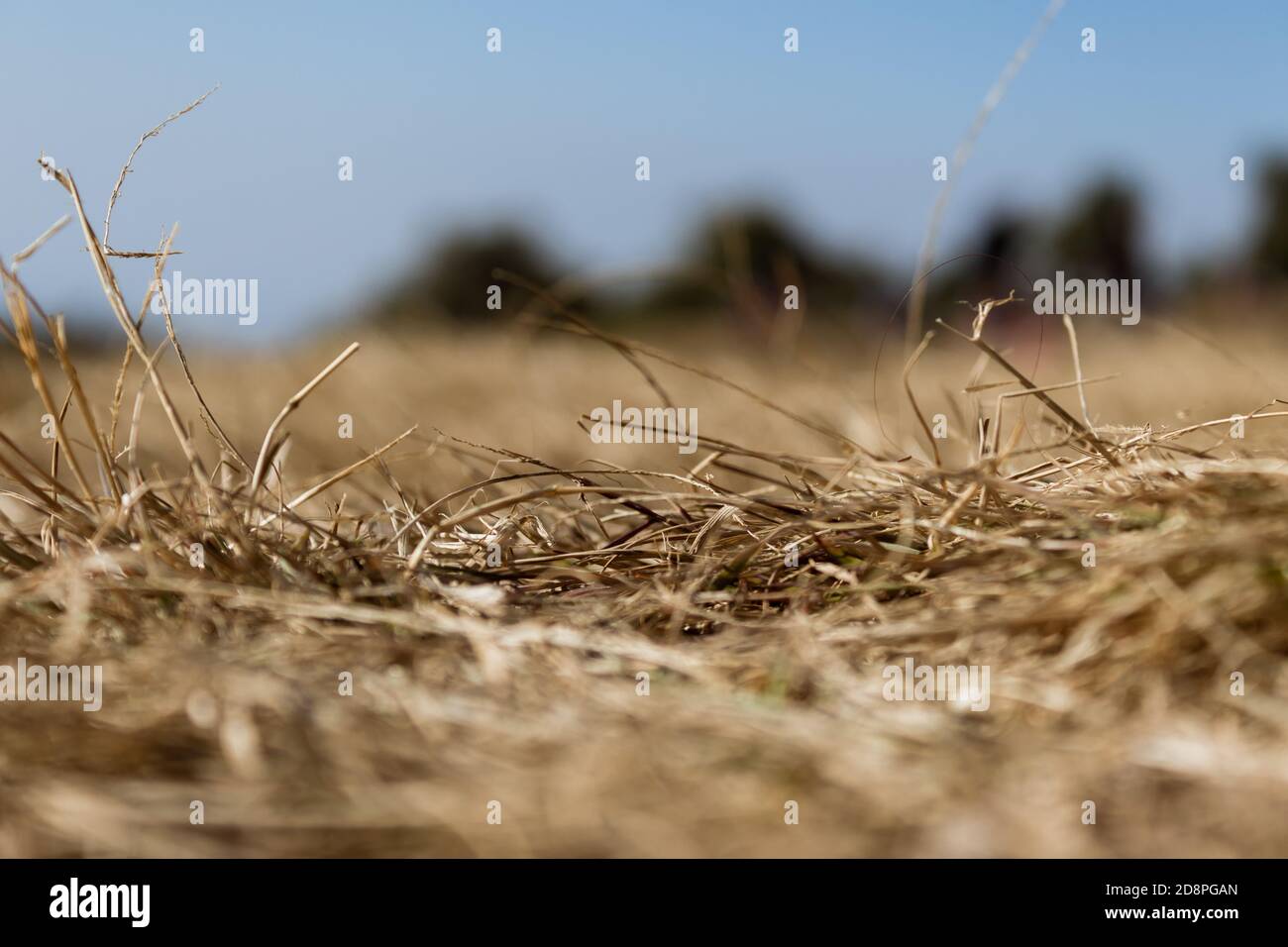 Dried out grass against a background of blurred surrounding Stock Photo ...