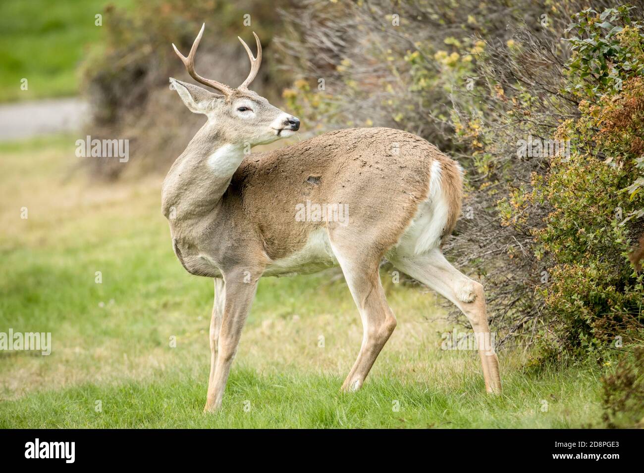 A nice side profile of a white tail deer in north Idaho Stock Photo - Alamy