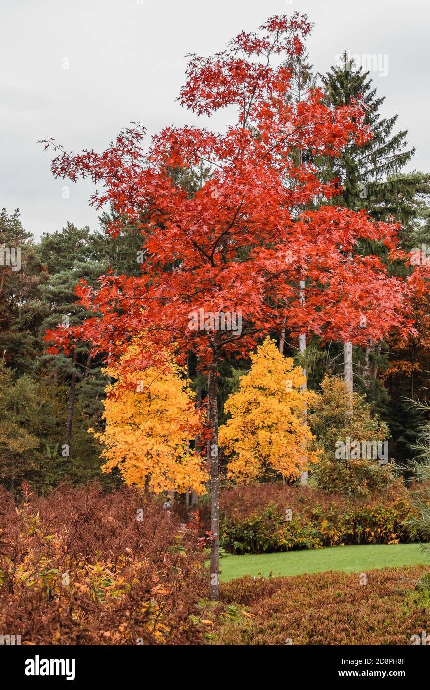 Vertical shot of colorful autumn trees on the park Stock Photo - Alamy
