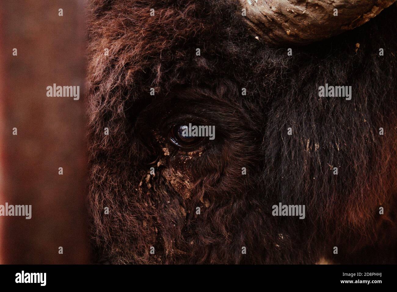 The eye of the bison close up Stock Photo - Alamy