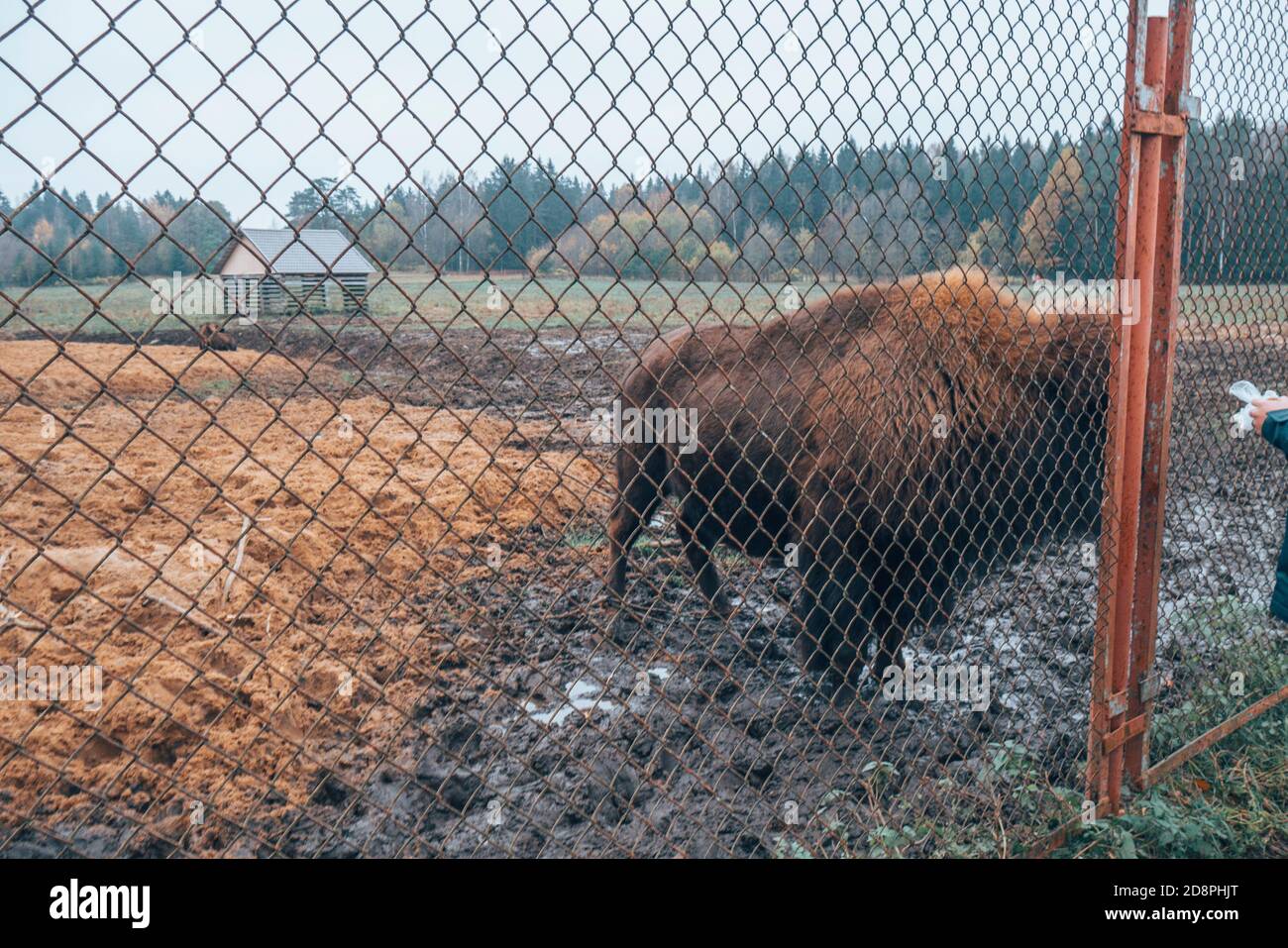 European bison behind bars hi-res stock photography and images - Alamy