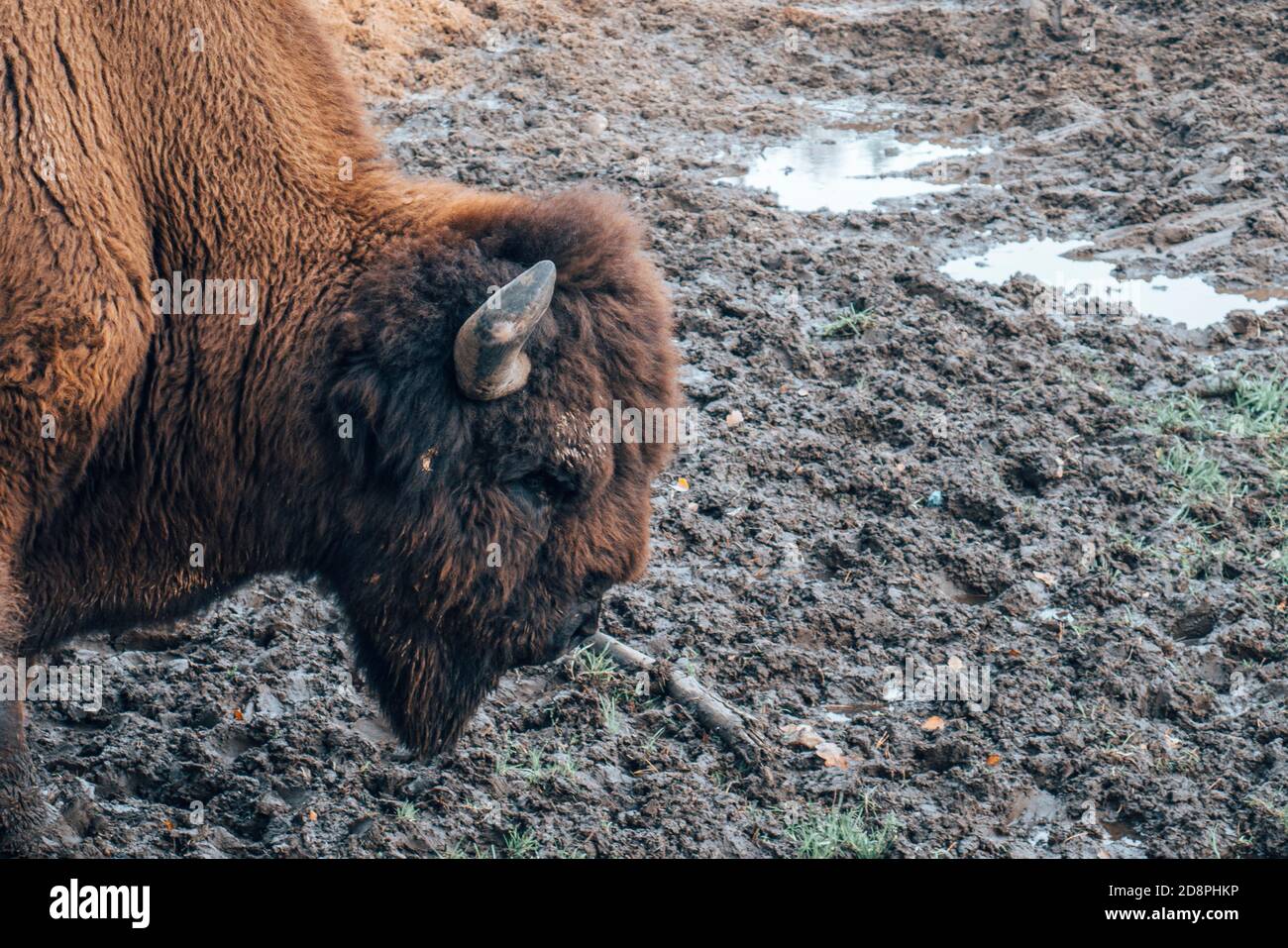 Bison bull head hi-res stock photography and images - Alamy