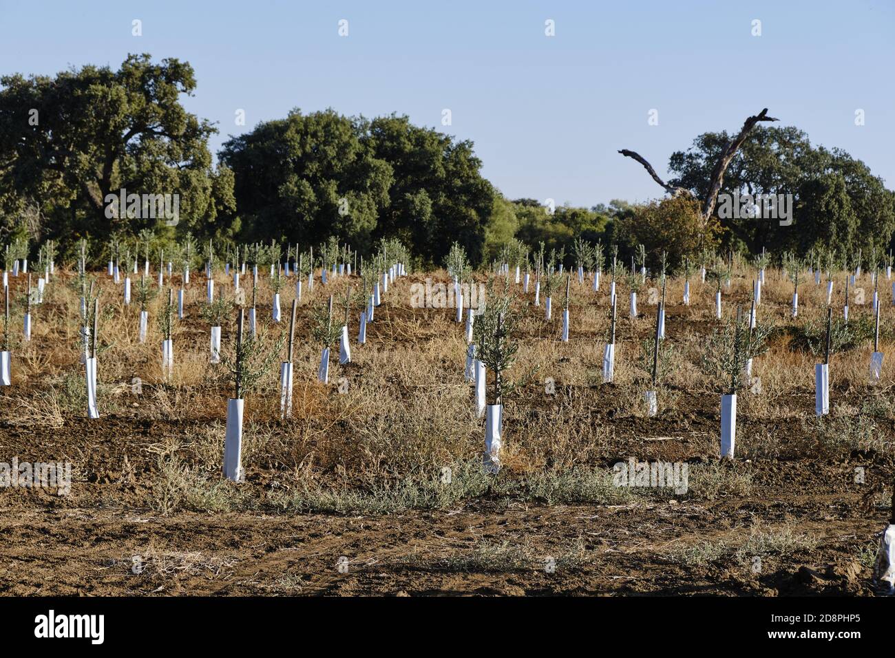 Row tree plantation on hi-res stock photography and images - Alamy