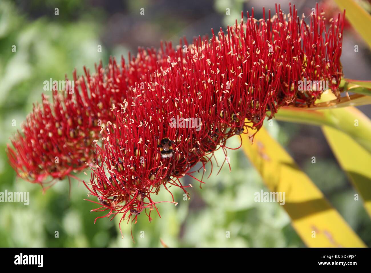 Poor Knights lily (Xeronema callistemon Stock Photo - Alamy