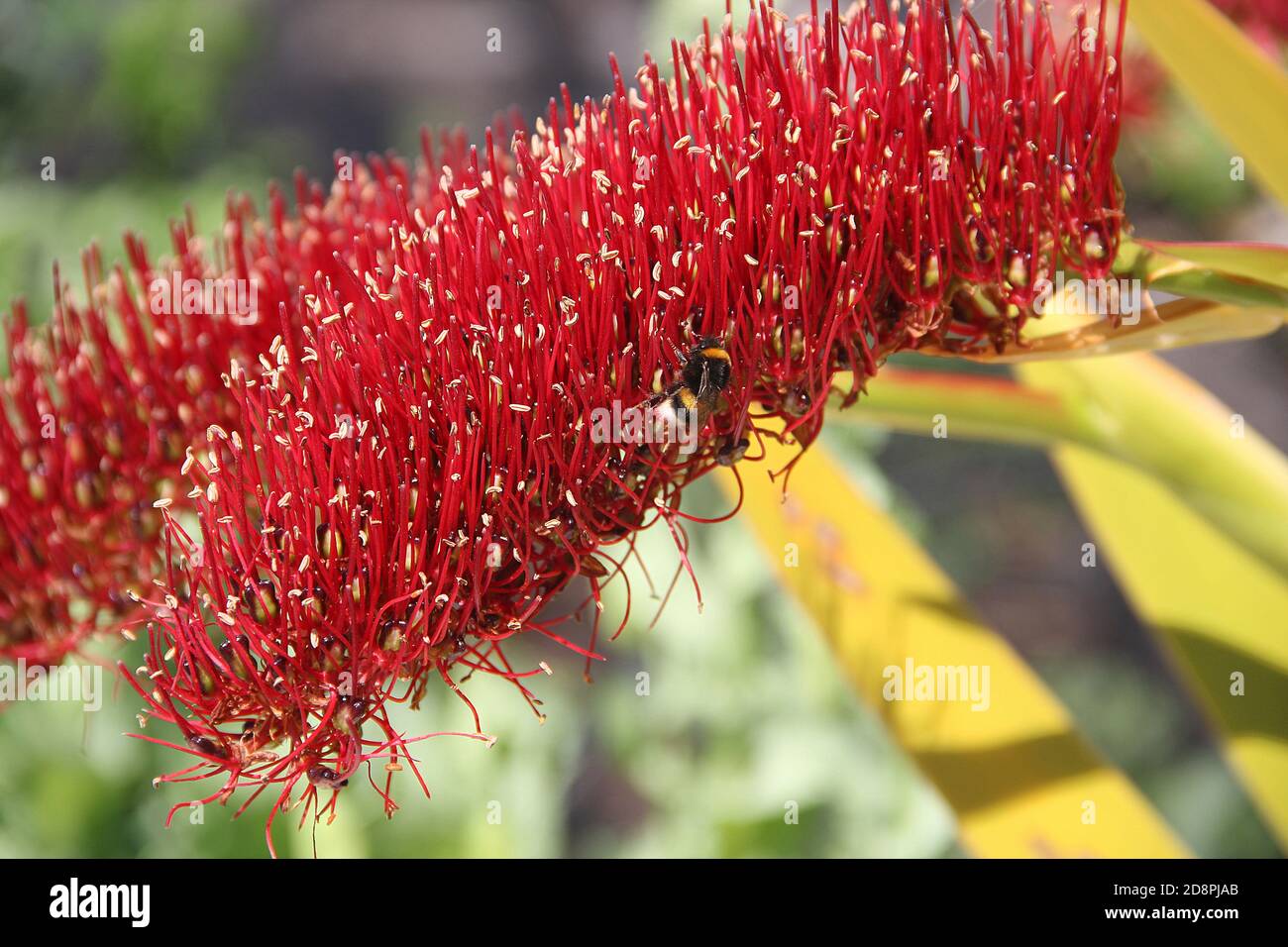 Poor Knights lily (Xeronema callistemon Stock Photo - Alamy