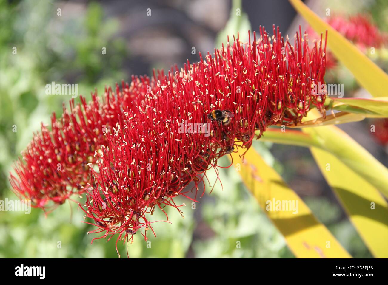 Xeronema callistemon hi-res stock photography and images - Alamy
