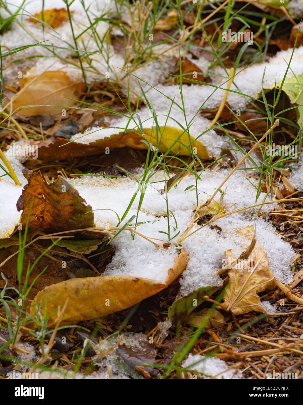 Closeup shot of melting snow on fallen leaves in springtime Stock Photo ...