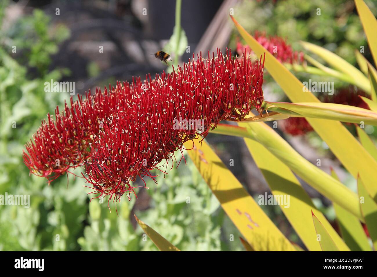 Poor Knights lily (Xeronema callistemon Stock Photo - Alamy