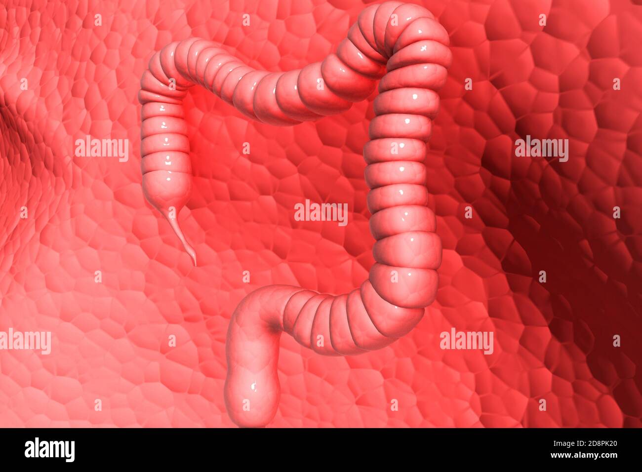 Human colon hi-res stock photography and images - Alamy