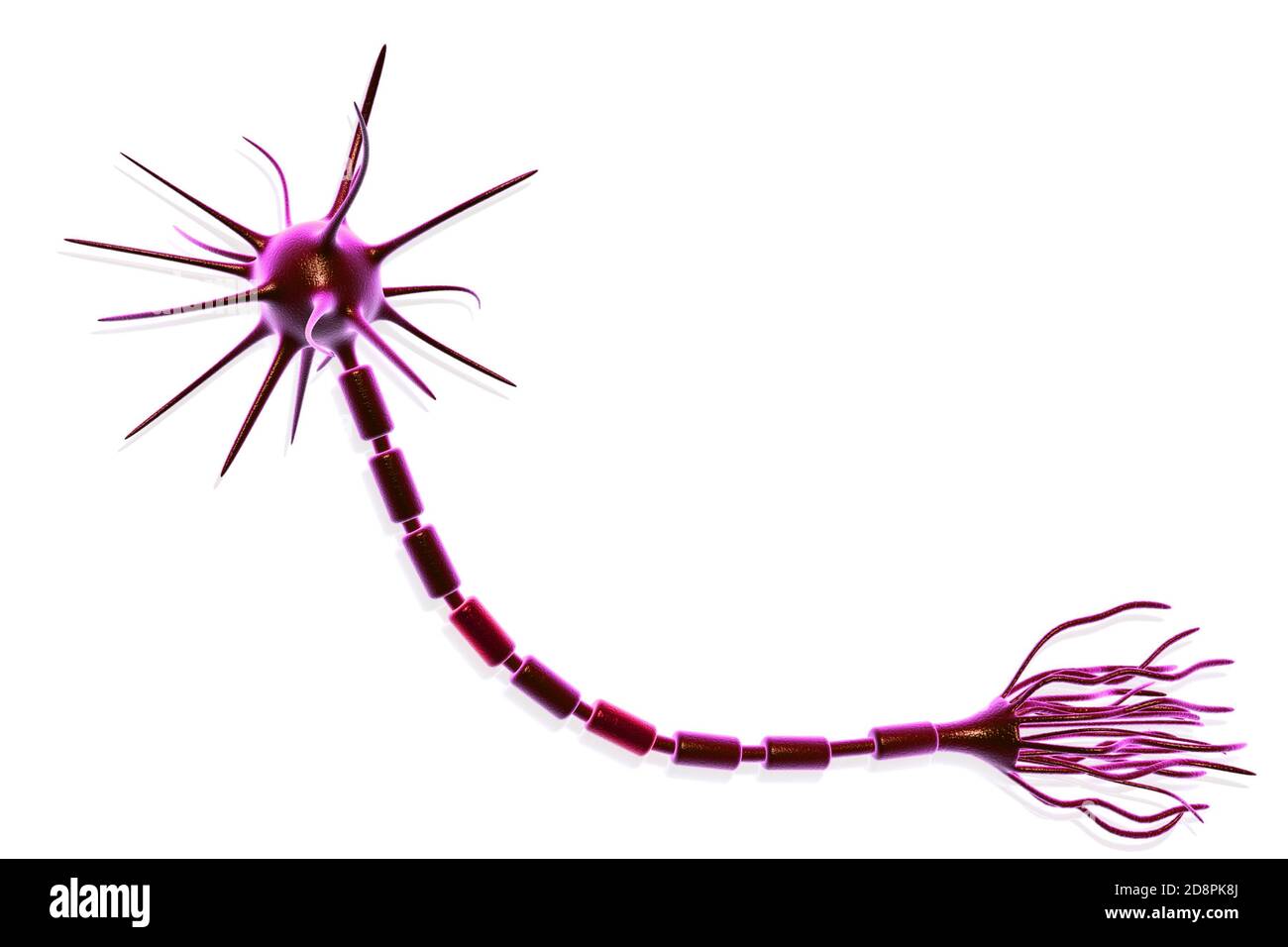 Neural brain anatomy neuron Cut Out Stock Images & Pictures - Alamy