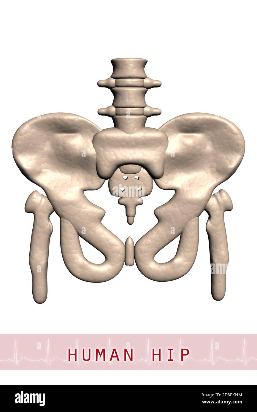 3d hip joint Cut Out Stock Images & Pictures - Alamy