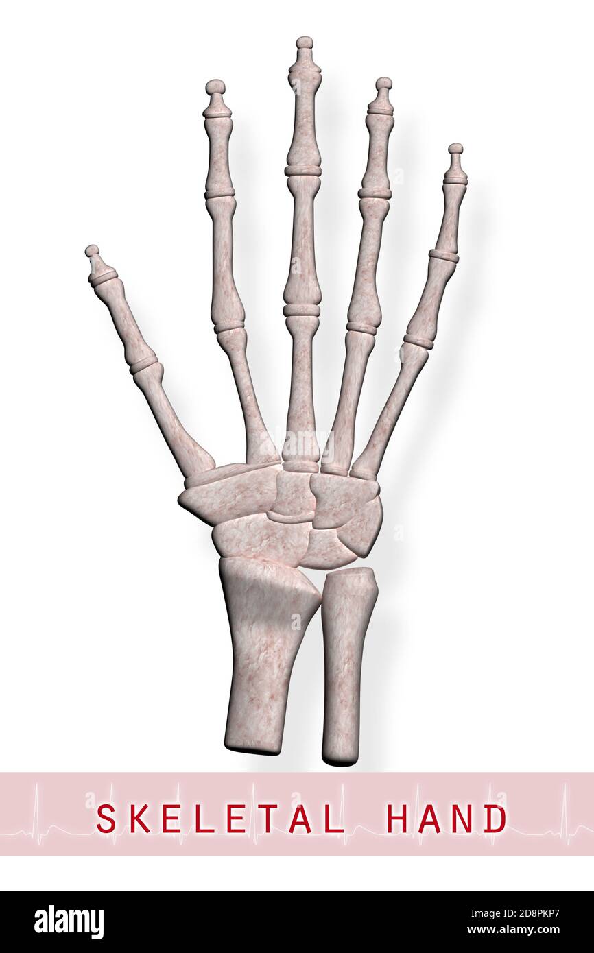 X ray wrist medical skeleton biology science anatomical hi-res stock ...