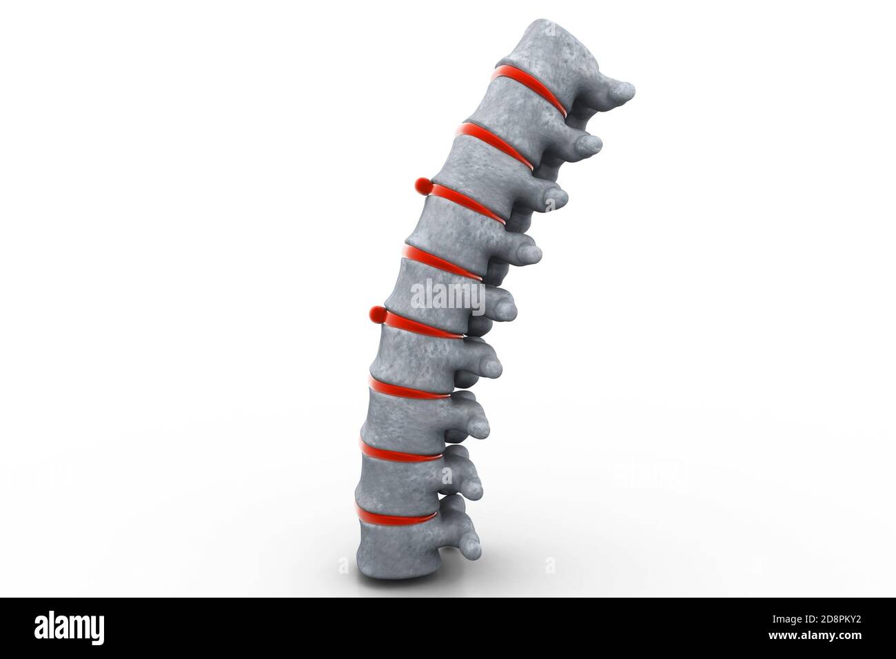 3d part of spine isolated white background Stock Photo - Alamy