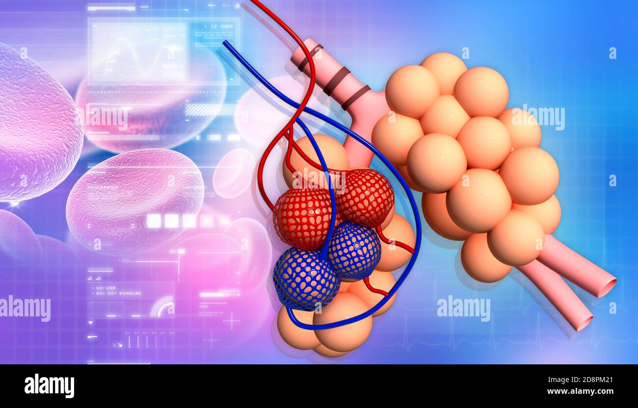 Alveoli in lungs 3d illustration hi-res stock photography and images ...